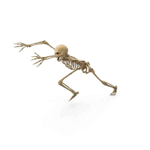 Skeleton PNG Images & PSDs for Download | PixelSquid