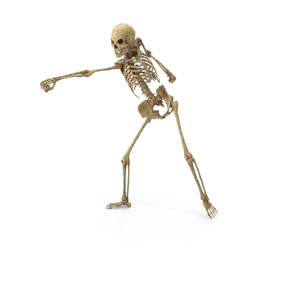 Female Skeleton PNG Images & PSDs for Download | PixelSquid