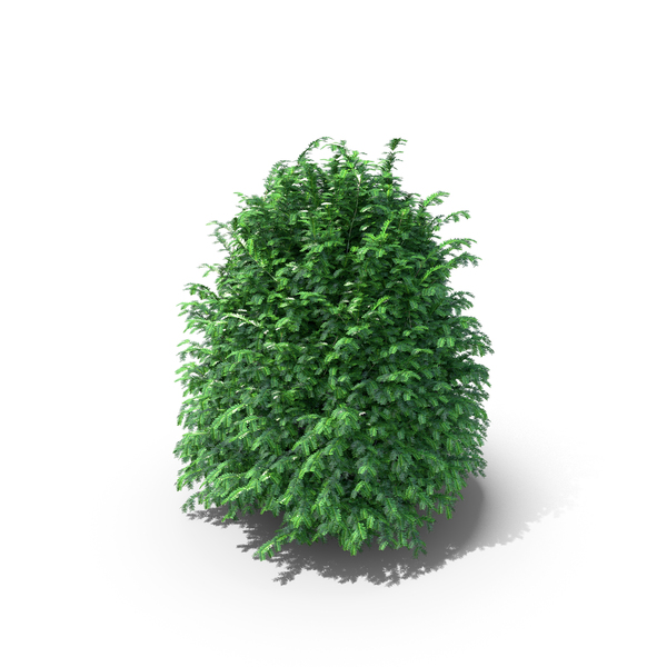 Yews PNG Images & PSDs for Download | PixelSquid